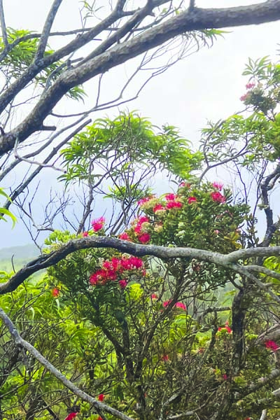 Drought increases risk of wildfires in Hawaii rainforests | News ...